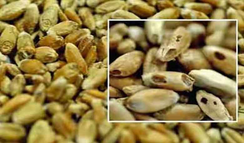 Rotten wheat being used for TR, KABIKHA programs