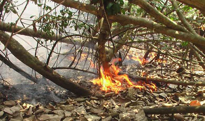 Fire in Sundarbans forest again