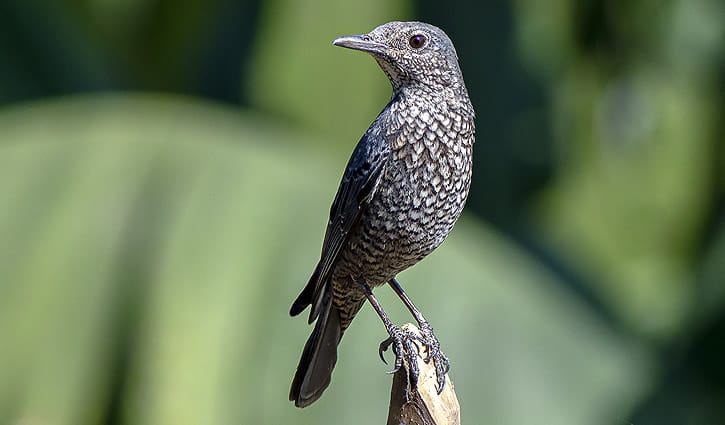 পতঙ্গভুক পাখি ‘নীল শিলা দামা’