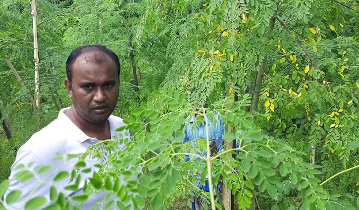 বাগেরহাটে বারোমাসি সজনে চাষ শুরু